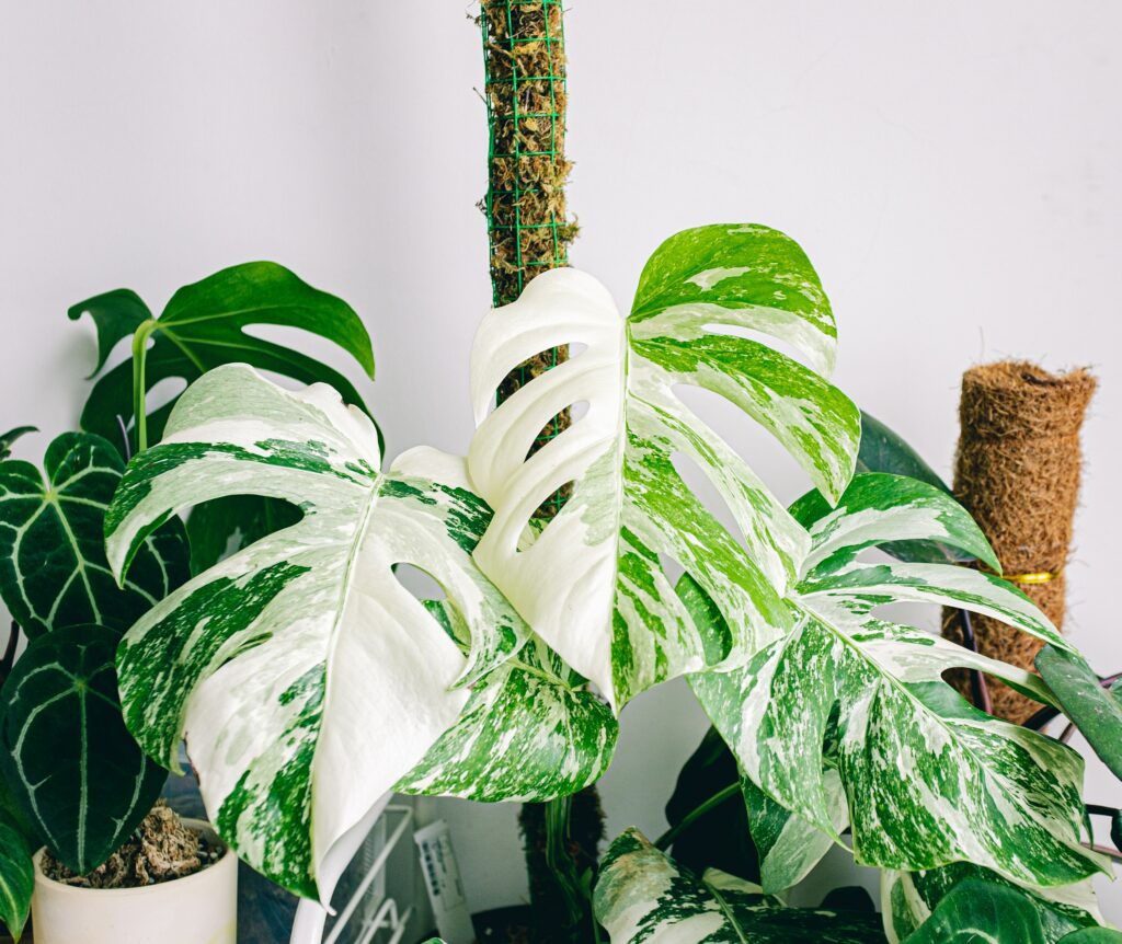 The Most Expensive Plants On The Market - The Bud Grower