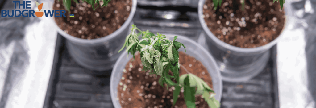 Cloning a Topped Plant? Here is What to Know - The Bud Grower