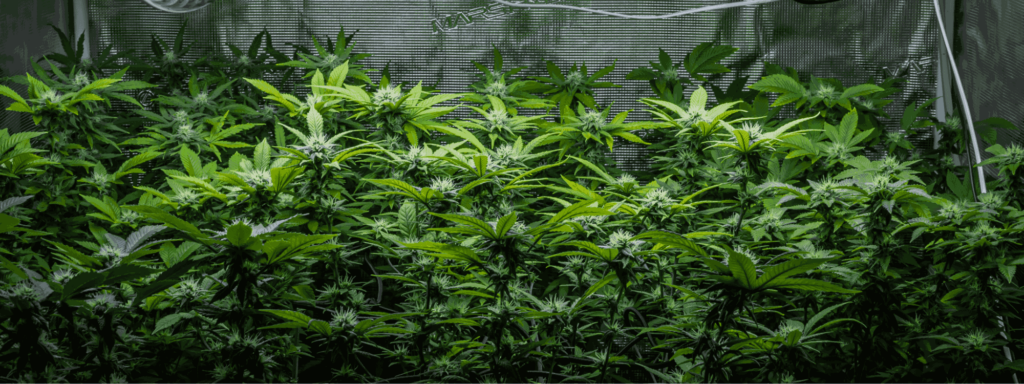 What is Vegetative Stage? - The Bud Grower