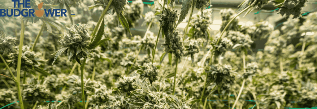 What Does Weed With Mold Look Like?