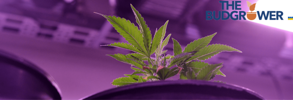 Indoor Grow Tent Complete Kit Setup: Step-by-Step Guide