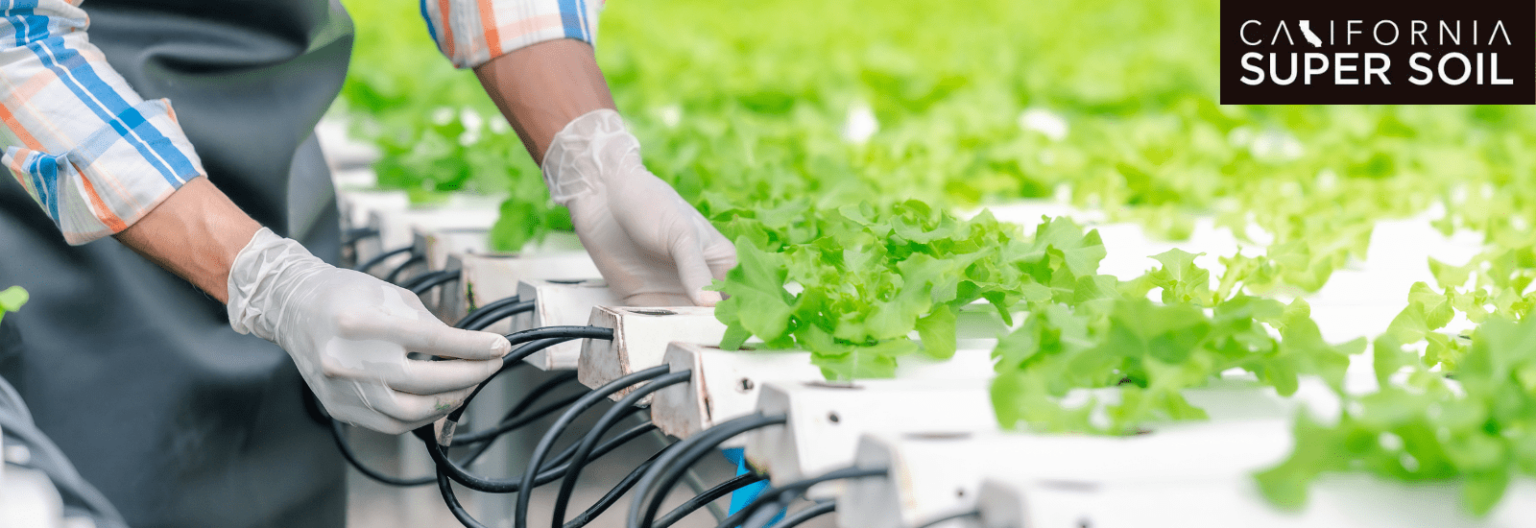 Hydroponic Grow Kits for Beginners: All You Need to Know